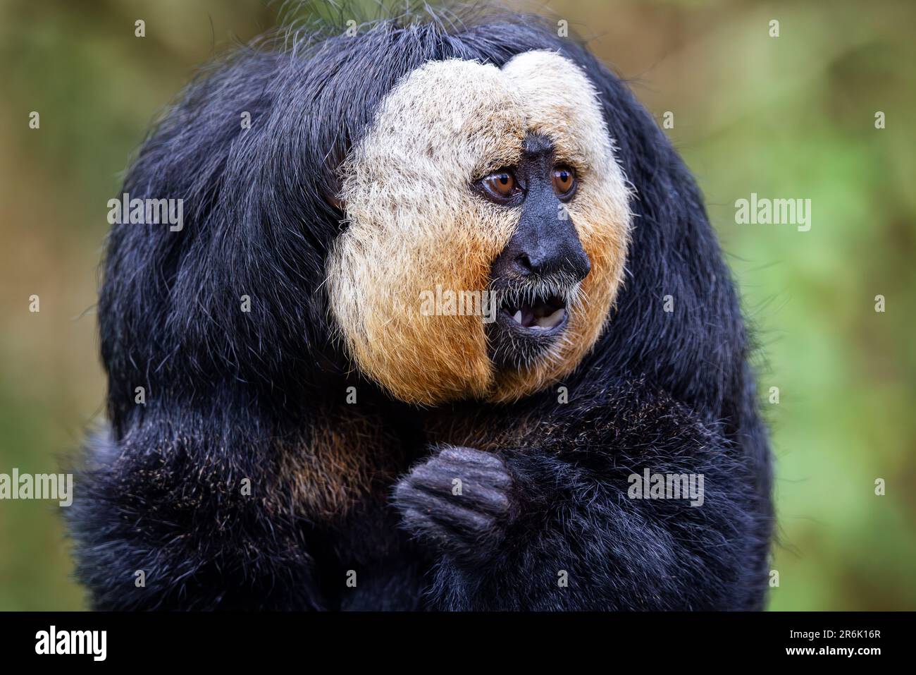 White-faced saki, pithecia pithecia. This is an adult male and is ...