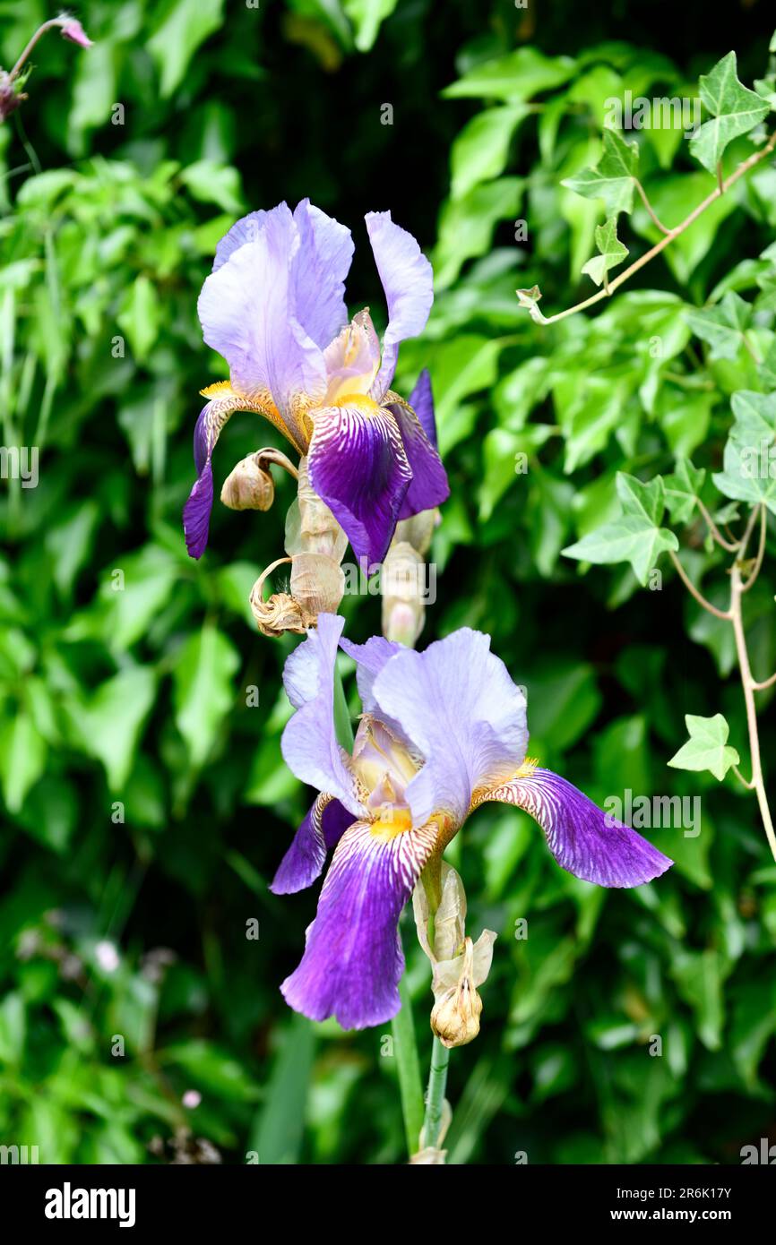 Iris Flowers (Iridis Illuricae) in the Cotswolds Stock Photo - Alamy