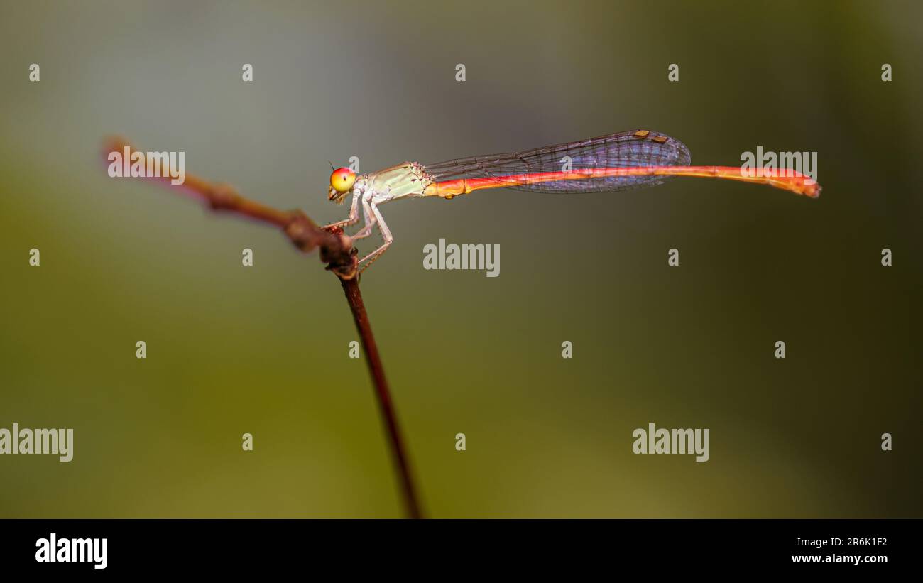A orange damselfly perched on a tree branch and nature background ...