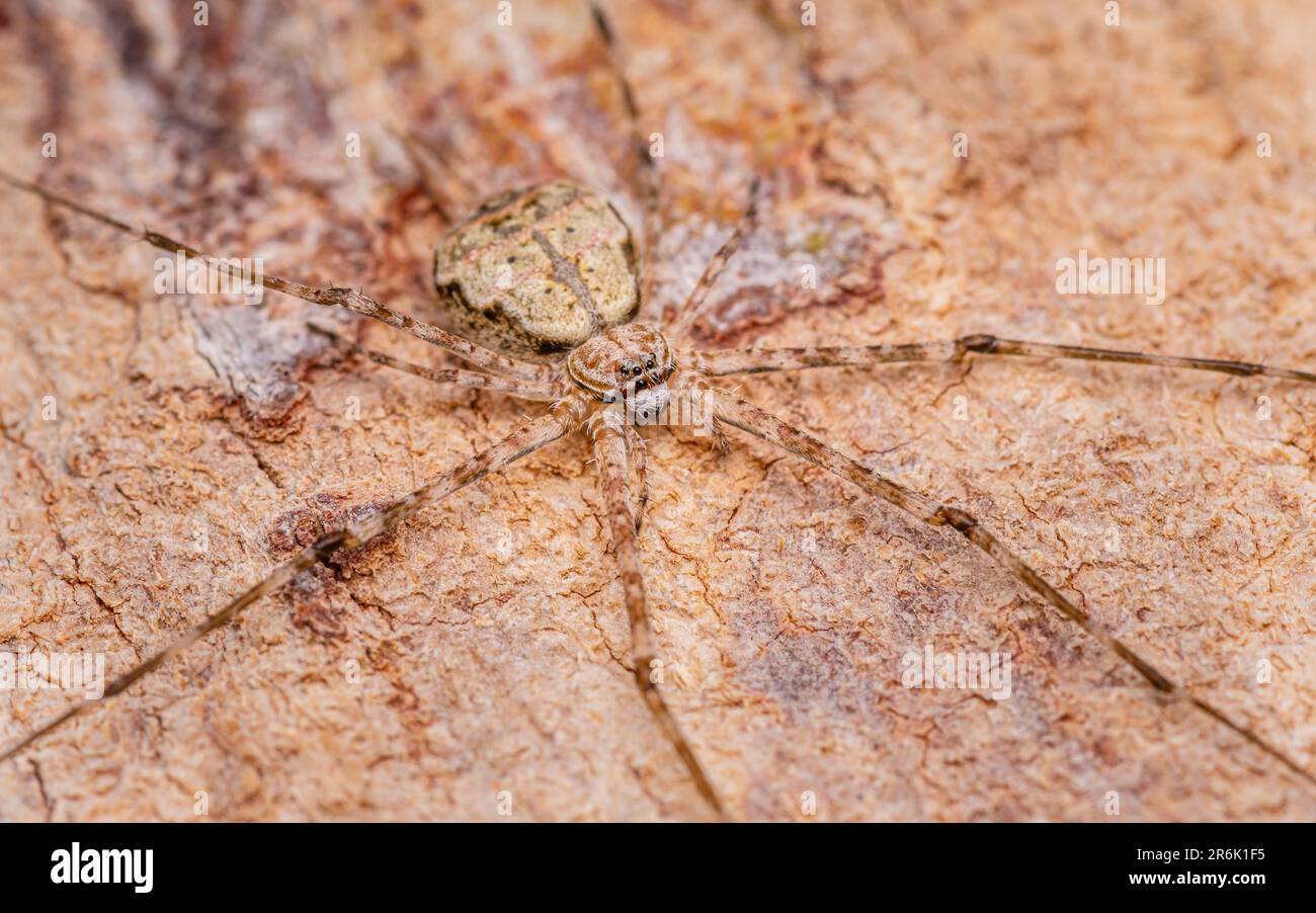 Two-Tailed Spider or Hersiliidae spider on tree trunk spider in ...