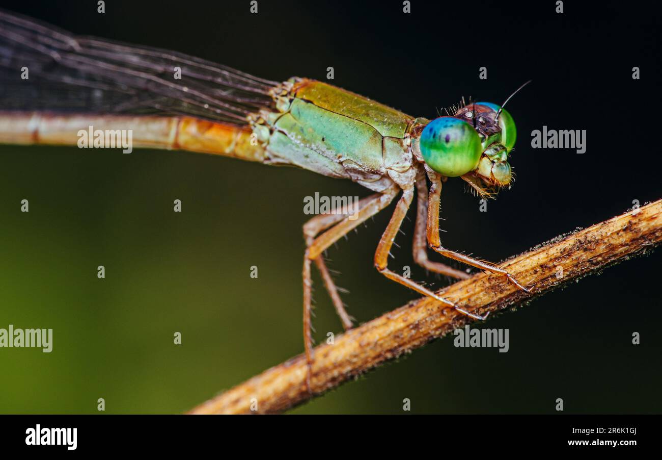 A colorfull damselfly perched on a tree branch and nature background ...