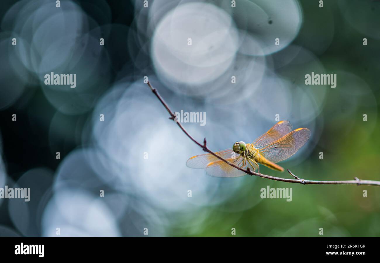 A dragonfly perched on a tree branch and nature background, Selective ...