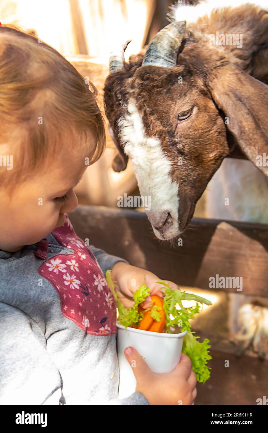 A child feeds a goat on a farm. Selective focus. Kid Stock Photo - Alamy