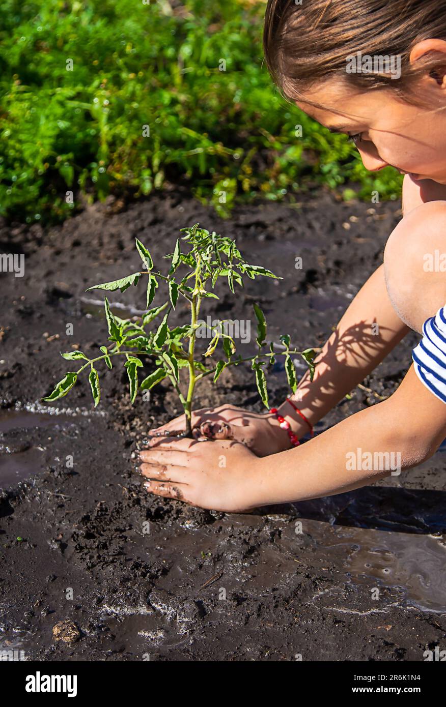 The child is planting a plant in the garden. Selective focus. Kid Stock ...