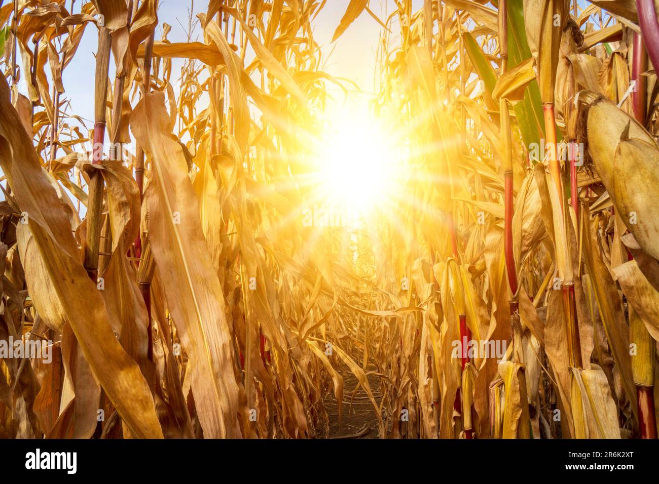 hot temperature, summer heat and dryness in agriculture Stock Photo - Alamy