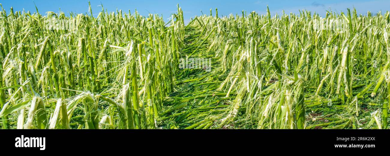 heavy storm and hail destroyed agricultural field Stock Photo - Alamy