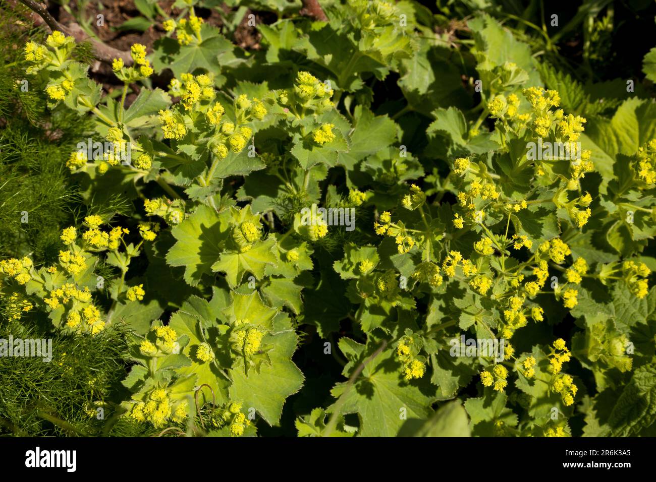 Ladies Mantle Alchemilla Mollis Stock Photo - Alamy