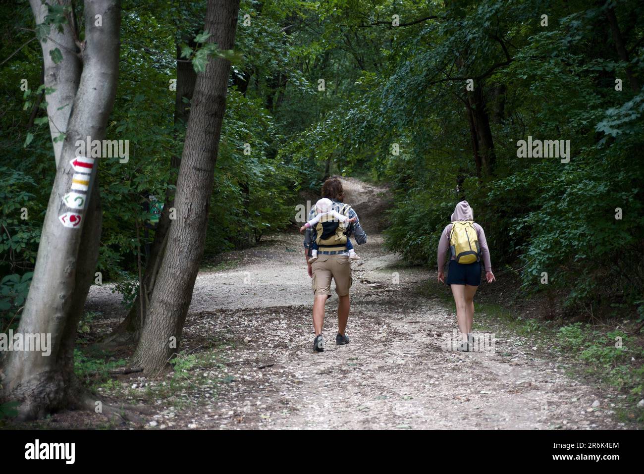Entering a forest hi-res stock photography and images - Alamy