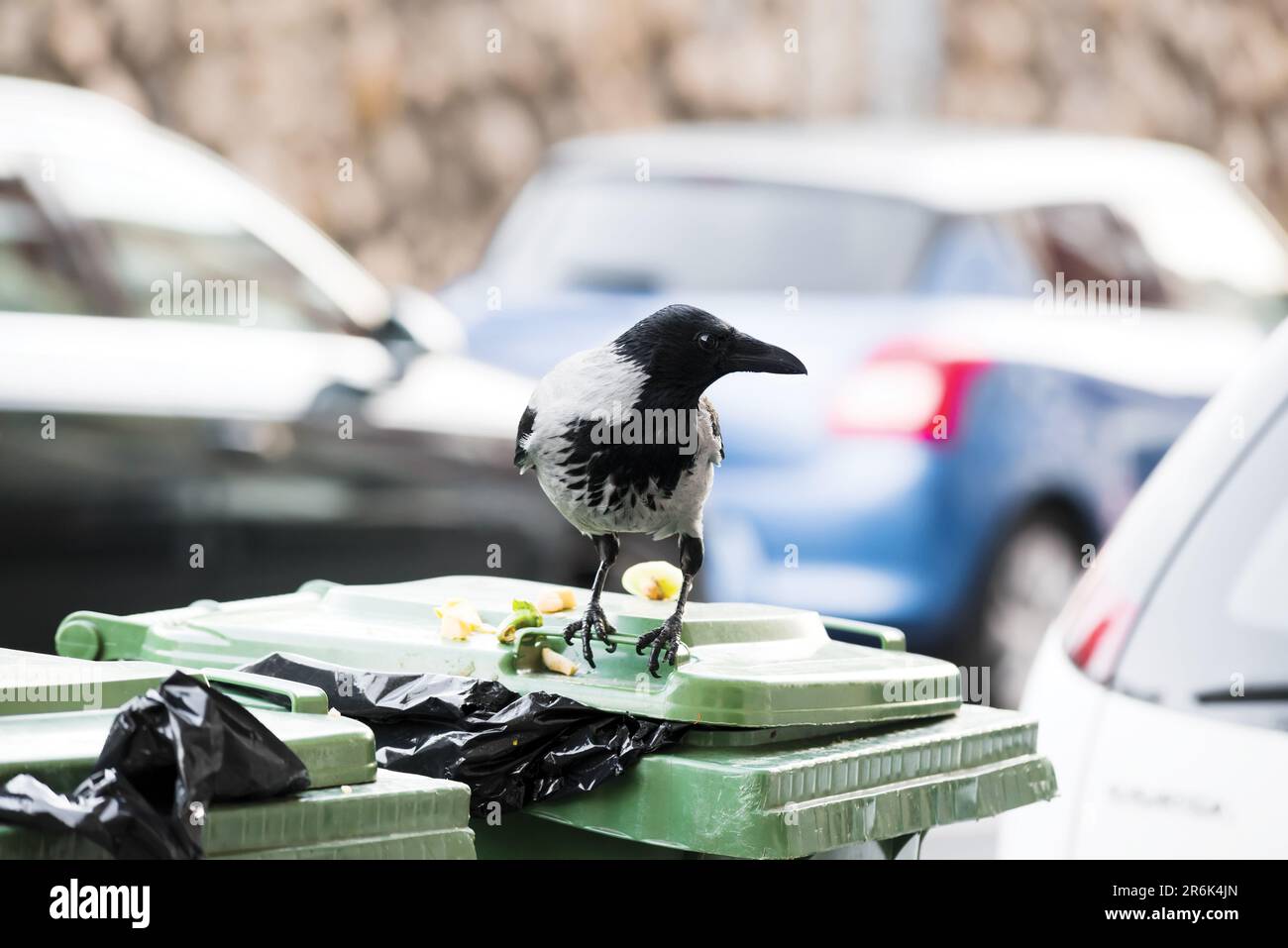 Crow sitting on a garbage container in the city Stock Photo - Alamy