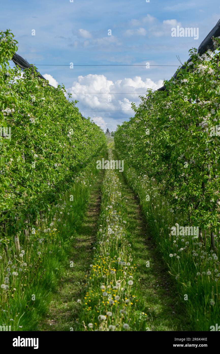 Appleyard hi-res stock photography and images - Alamy