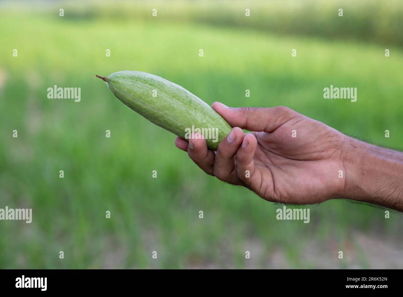 Hand-holding raw green pointed gourd with a Shallow depth of field ...