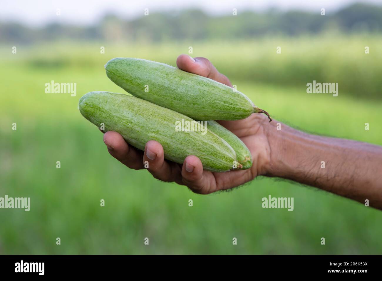 Hand-holding raw green pointed gourd with a Shallow depth of field ...