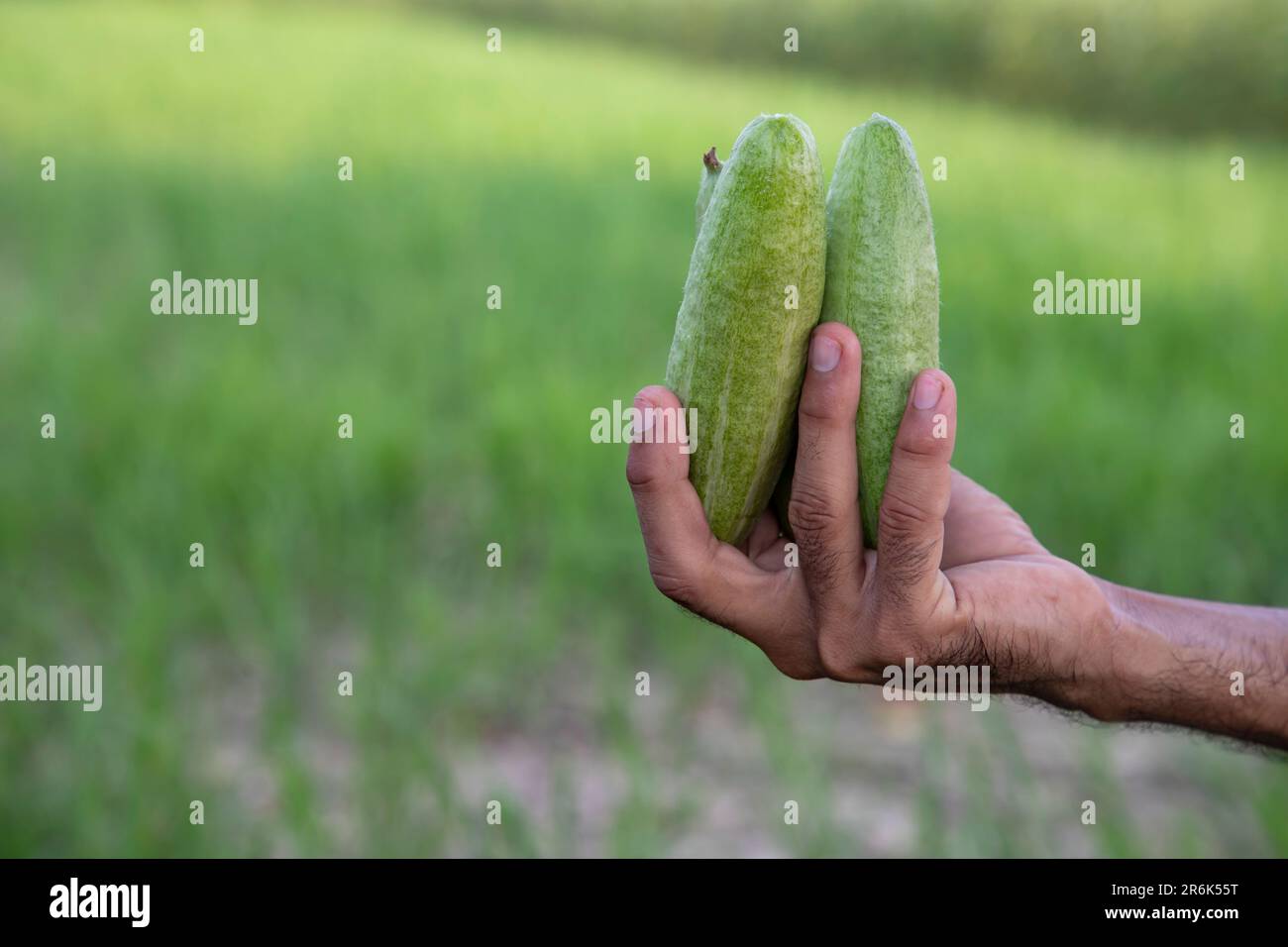 Hand-holding raw green pointed gourd with a Shallow depth of field ...