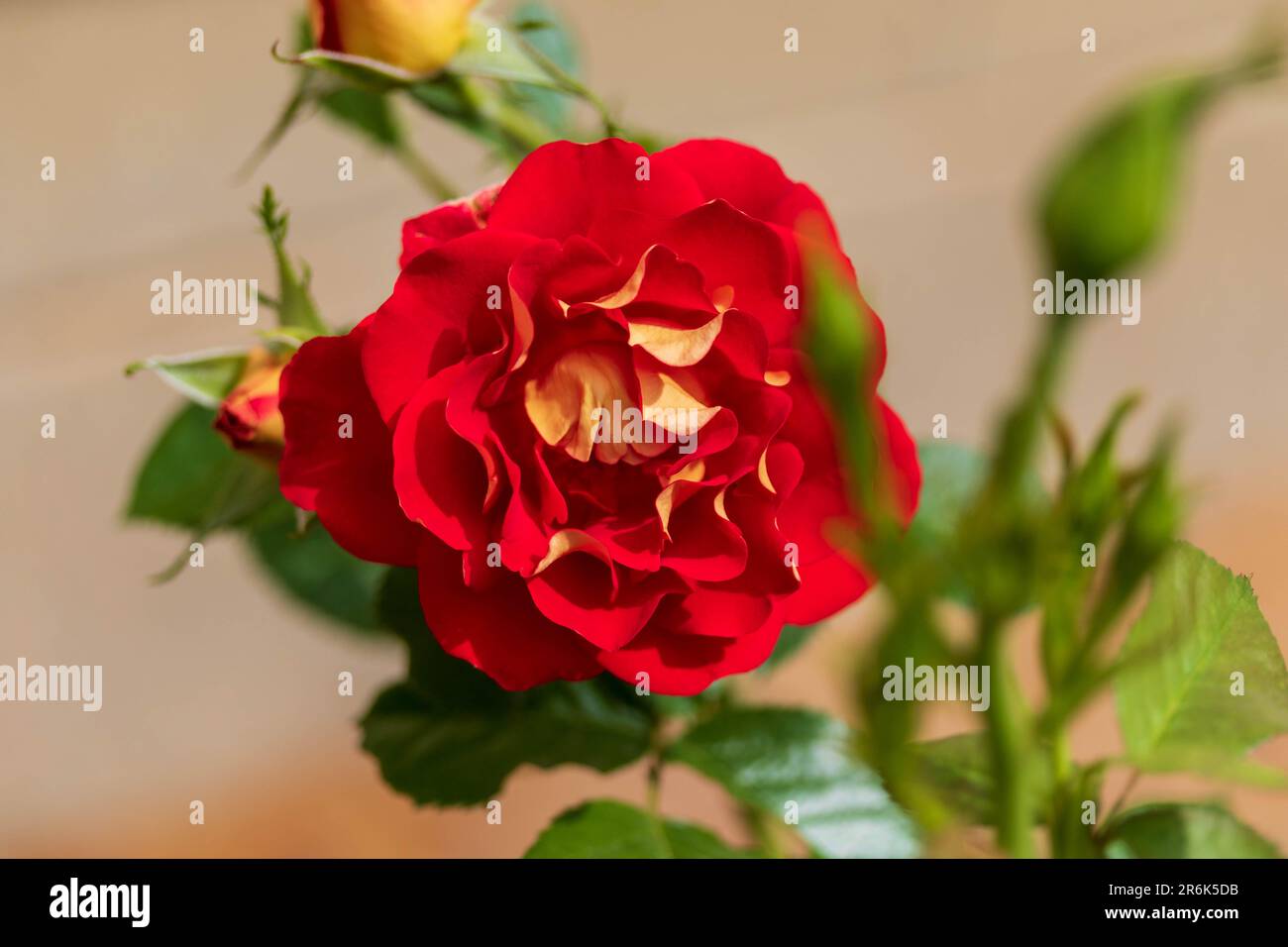 Red and yellow color in the early morning hi-res stock photography and ...