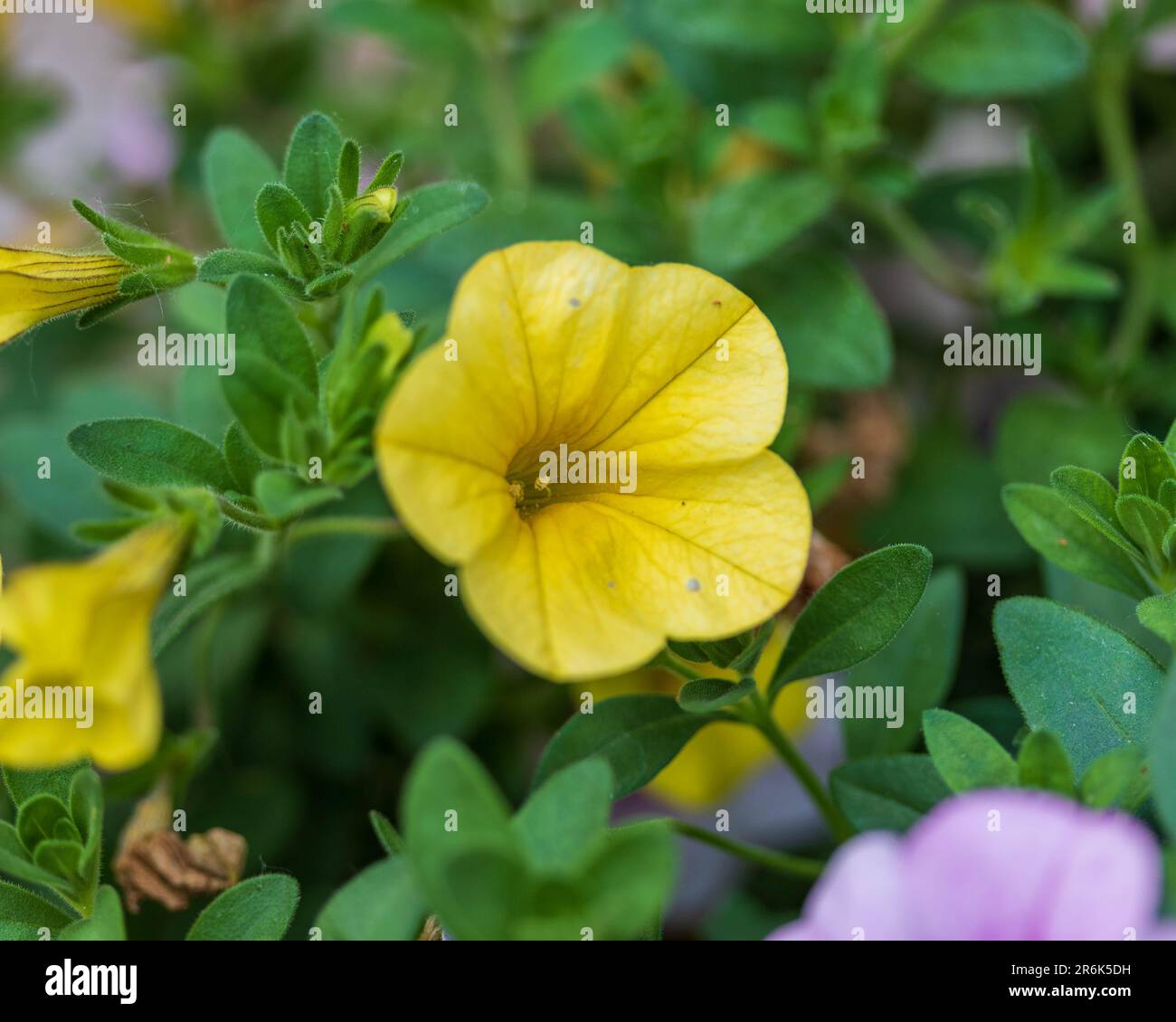 Calibrachoa million bells flower hi-res stock photography and images ...