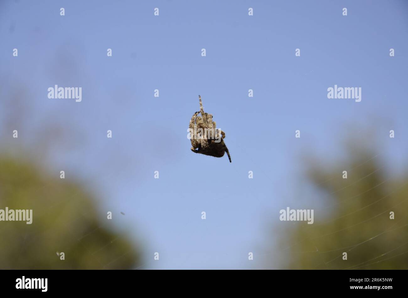 Spider on its net hi-res stock photography and images - Alamy