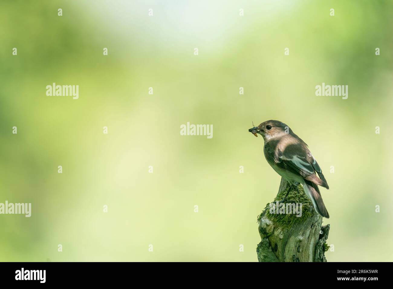 European pied flycatcher, Ficedula hypoleuca, female breeding plumage ...