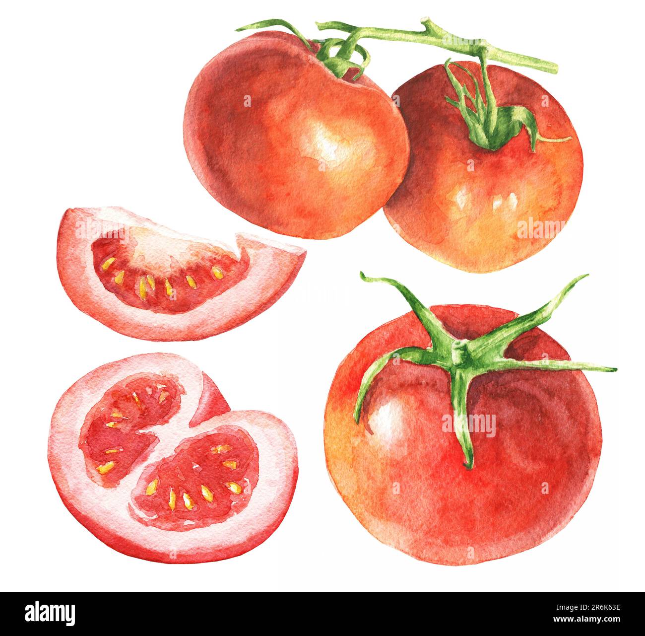 Tomato with stem watercolor food botanical hand drawn illustration, two ...