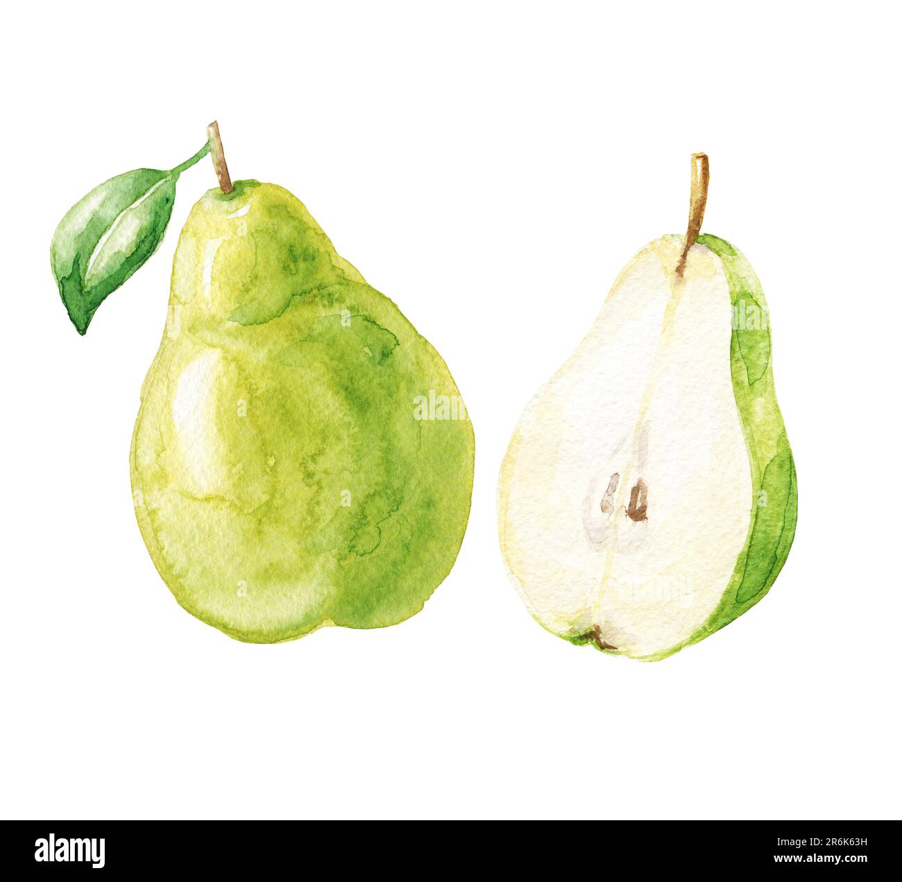 Hand drawn watercolor pears isolated on white background. Green fruits ...