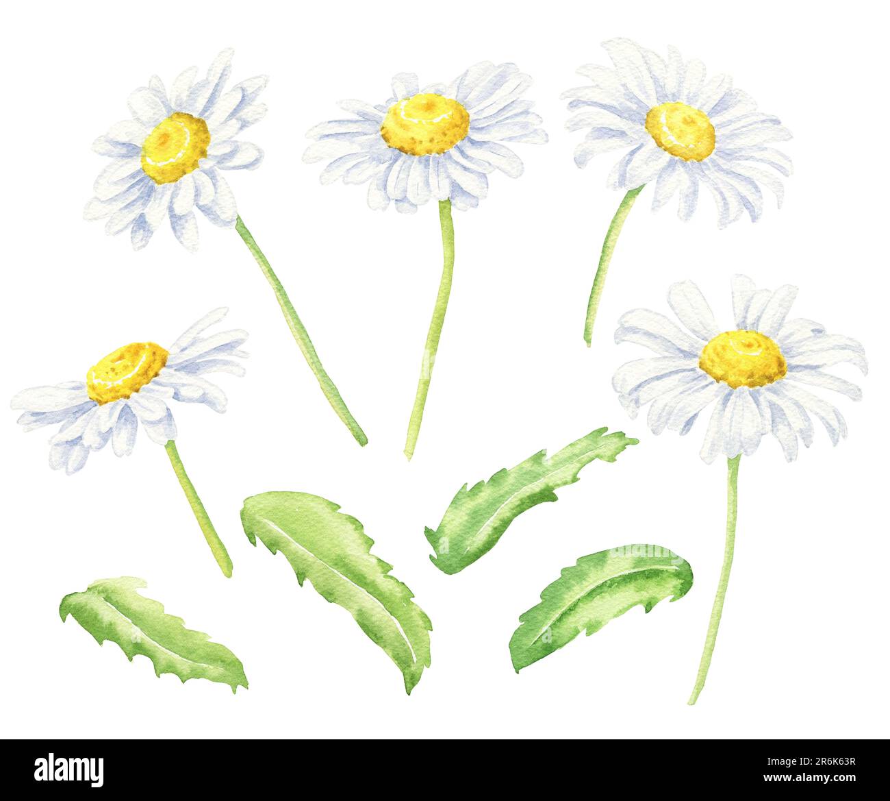 Hand drawn watercolor camomile with green leaves set, isolated on white ...