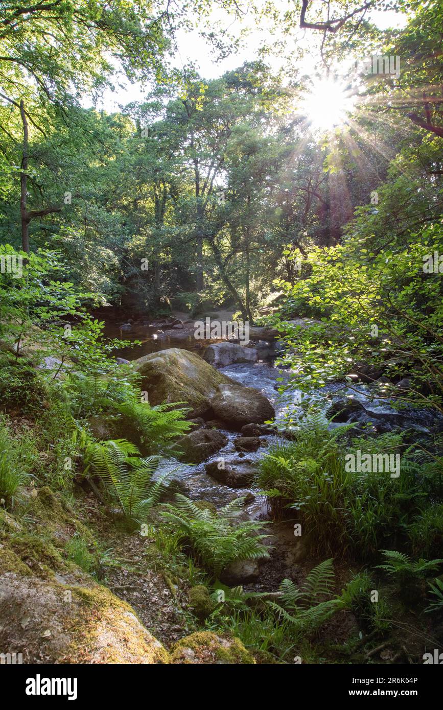 Beautiful river running through ancient woodlands in Dartmoor National ...