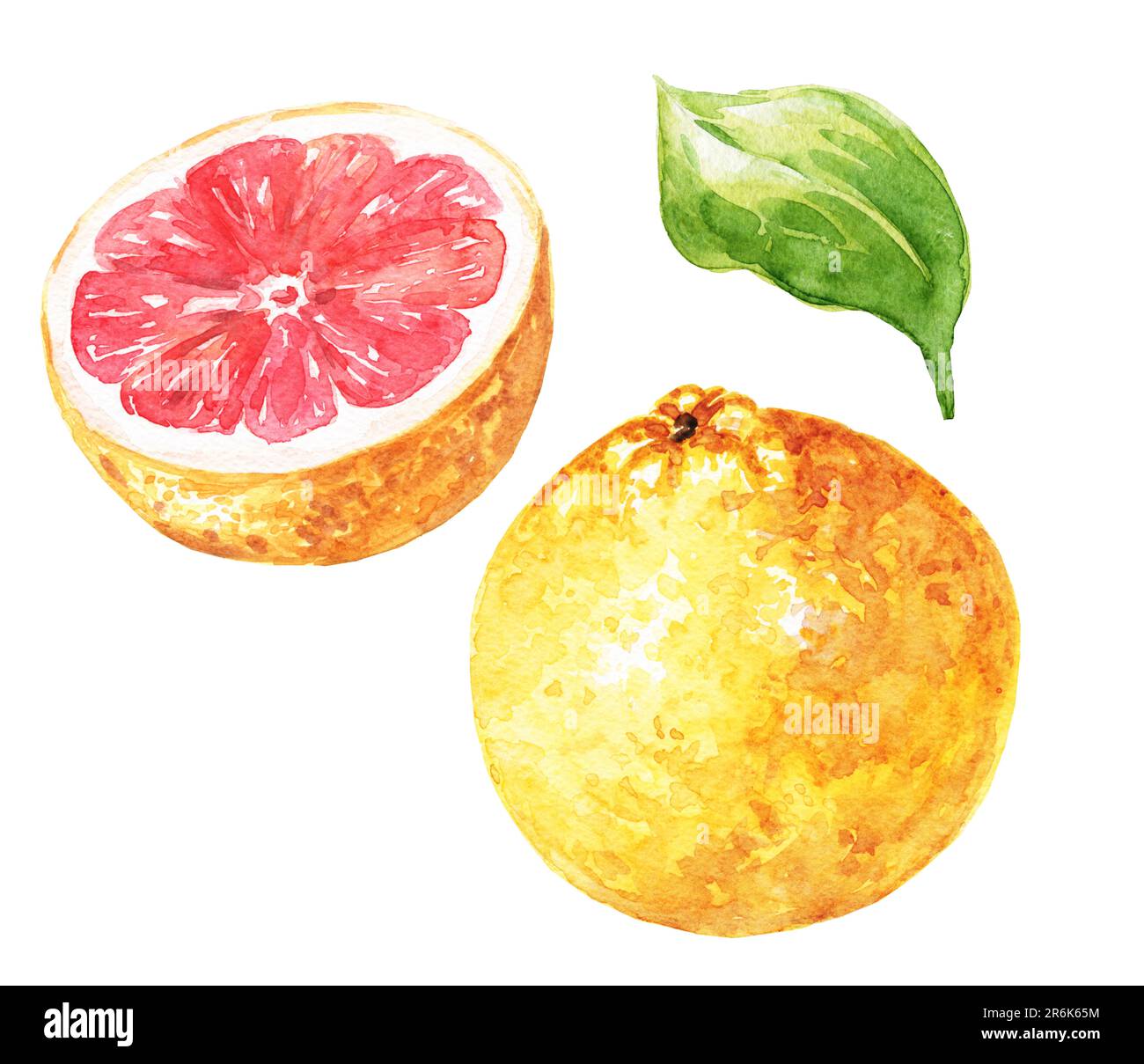 Hand drawn watercolor grapefruit set, delicious citrus fruits isolated on white background. Food ...