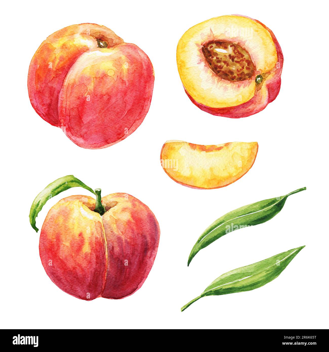 Hand drawn watercolor peaches set with green leaves, isolated on white ...
