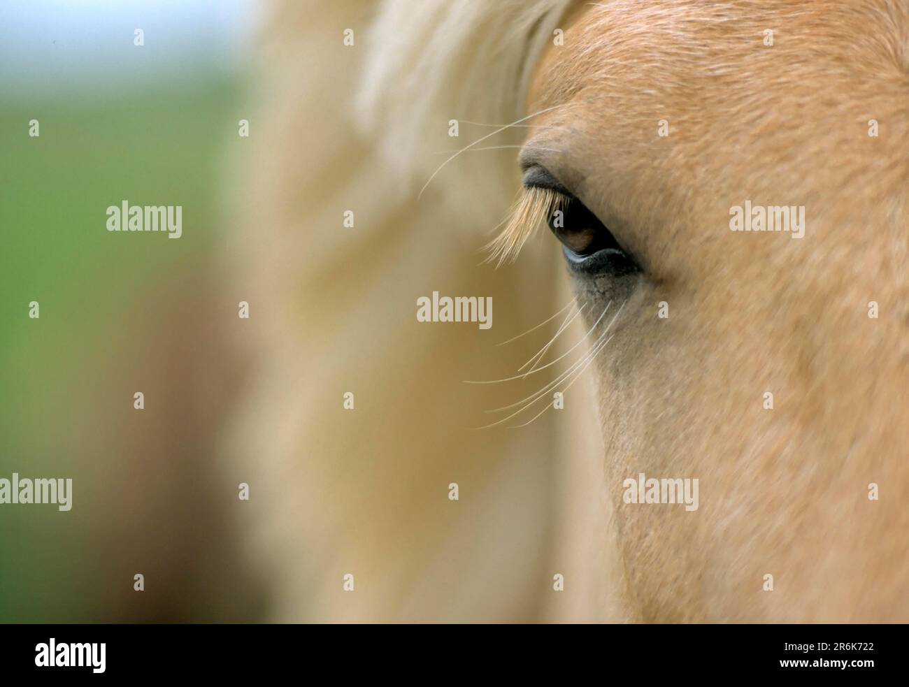 Icelandic pony eye Stock Photo - Alamy