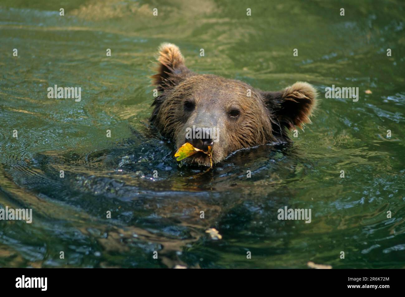 Bear swimming pool hi-res stock photography and images - Alamy