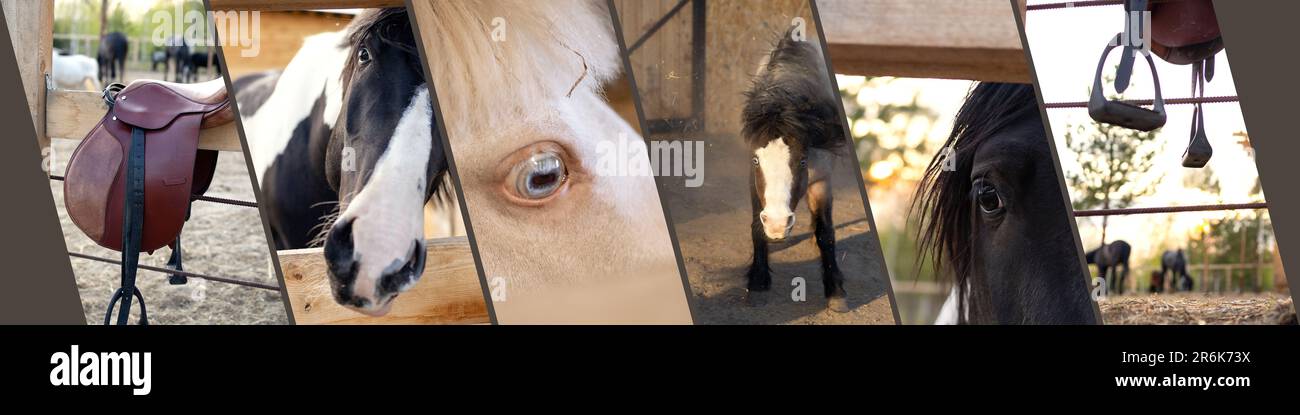 Universal banner 4x1 for websites, social networks and typography ranch ...