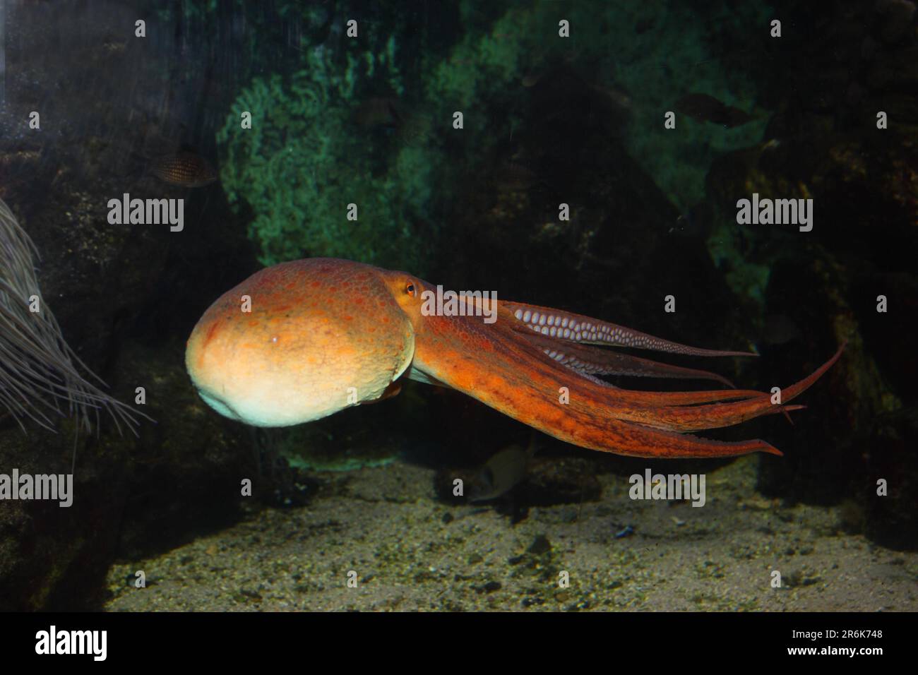 Common octopus (Octopus vulgaris Stock Photo - Alamy