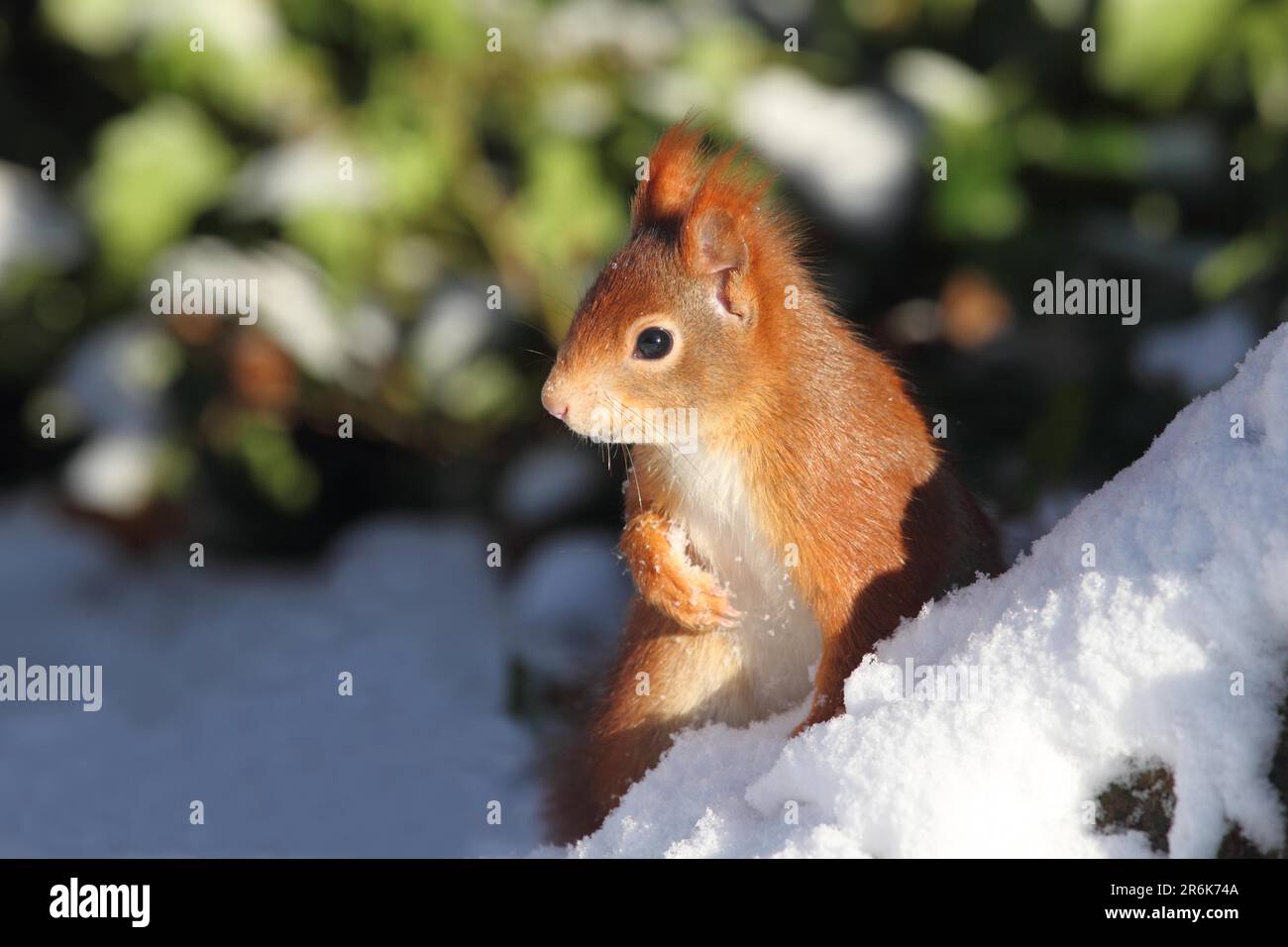 Squirrel in winter Red Squirrel in winter Scirius vulgaris Stock Photo ...