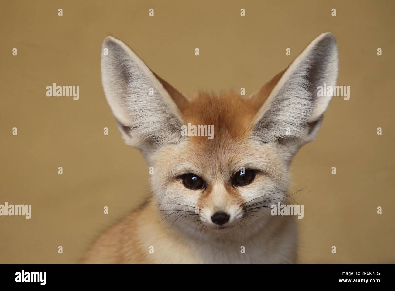 Fennec fox desert hi-res stock photography and images - Alamy
