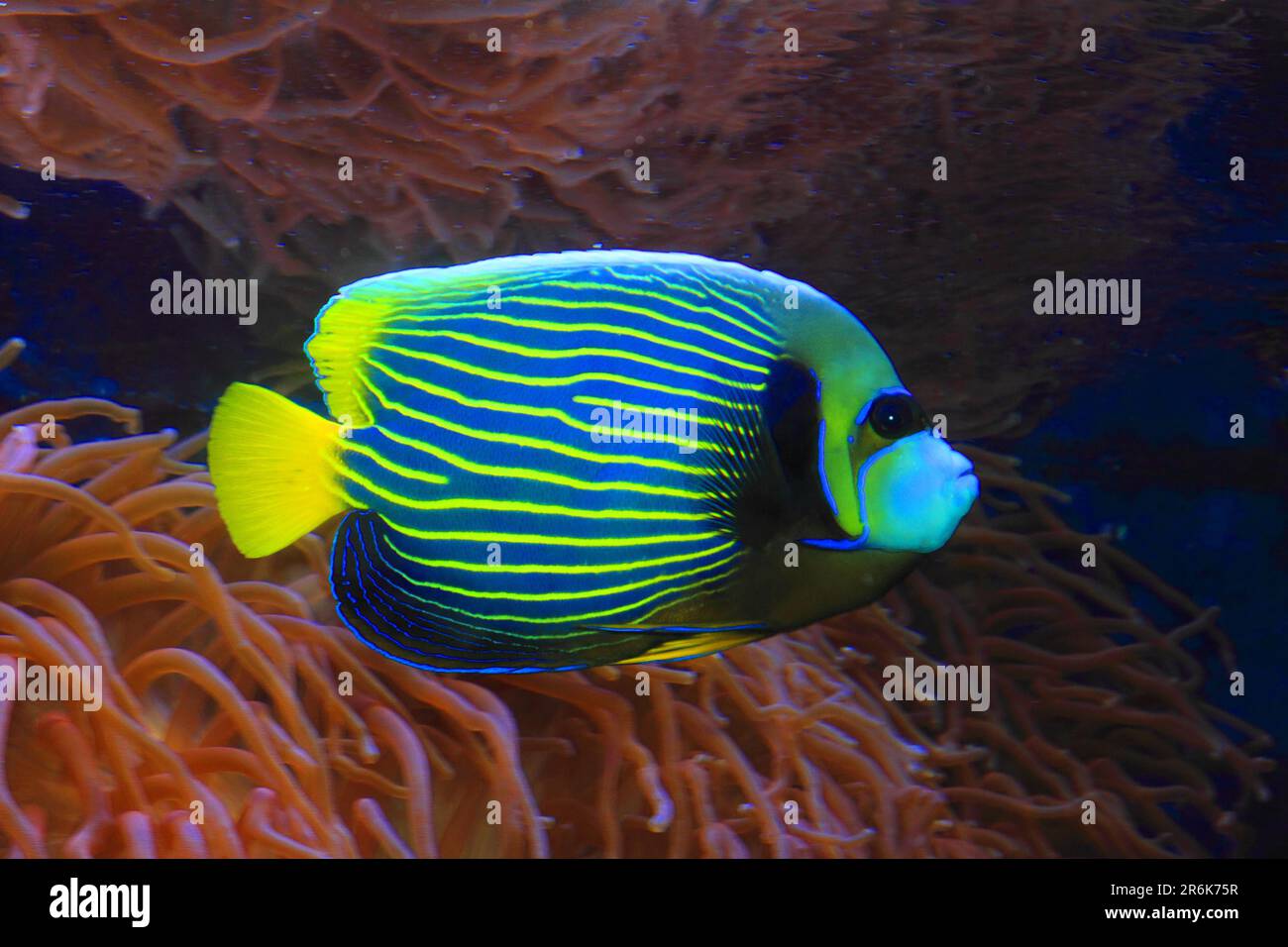 Nicobar emperor fish Emperor Angelfish (Pomacanthus imperator Stock ...