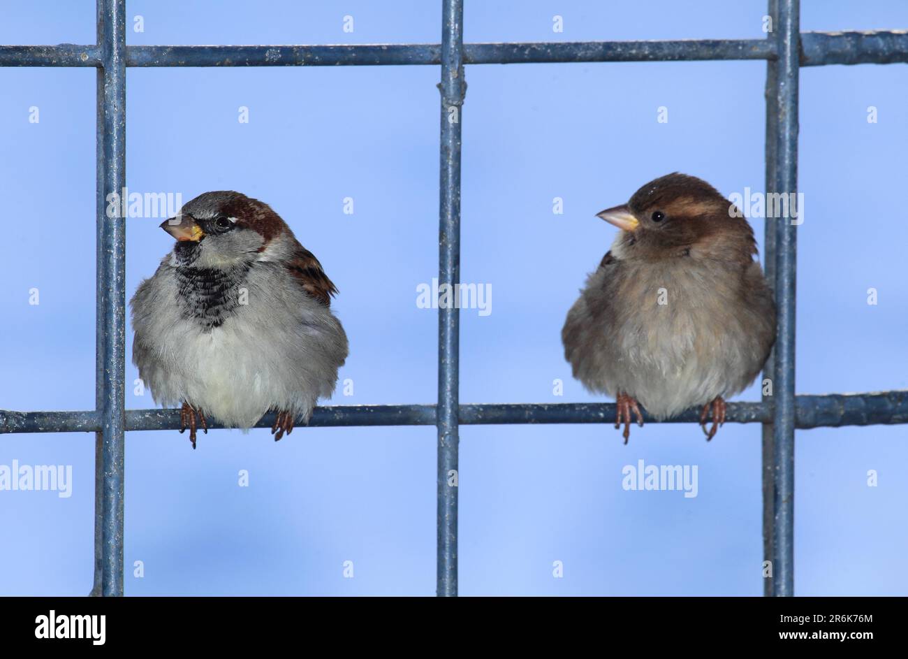 Two House sparrows (Passer domesticus) sit on garden fence Two House ...