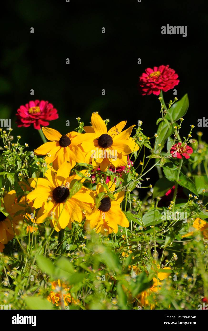 Garden with perennial flowers in autumn, orange coneflower (Rudbeckia ...