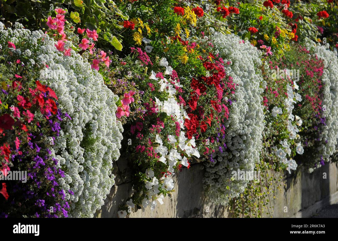 Bluehendes Barock Ludwigsburg, various flowers in autumn on the wall ...