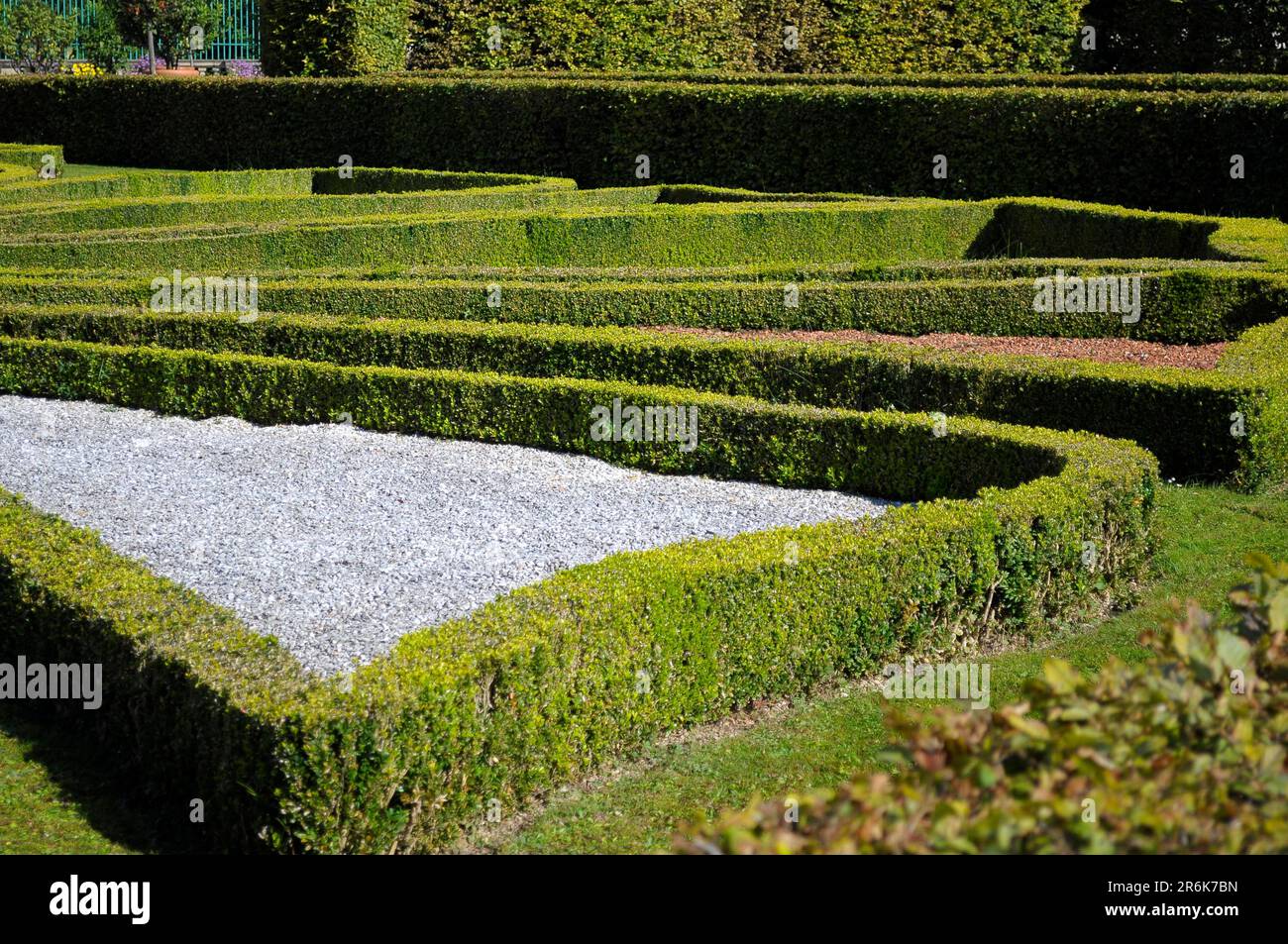 Common box buxus sempervirens garden hi-res stock photography and ...