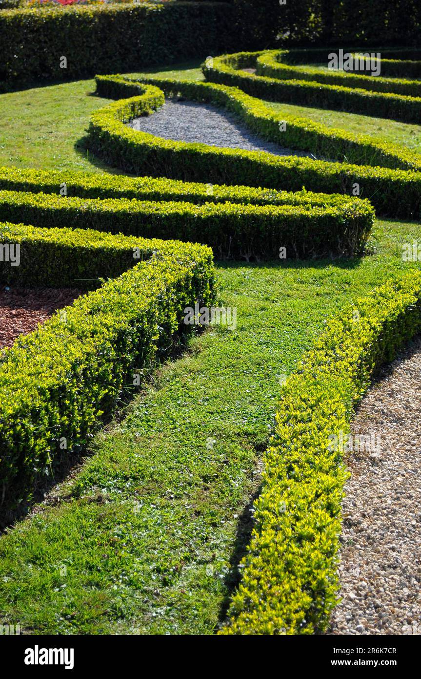 Bluehendes Barock Ludwigsburg, Boxwood Garden, Common Boxwood (Buxus ...
