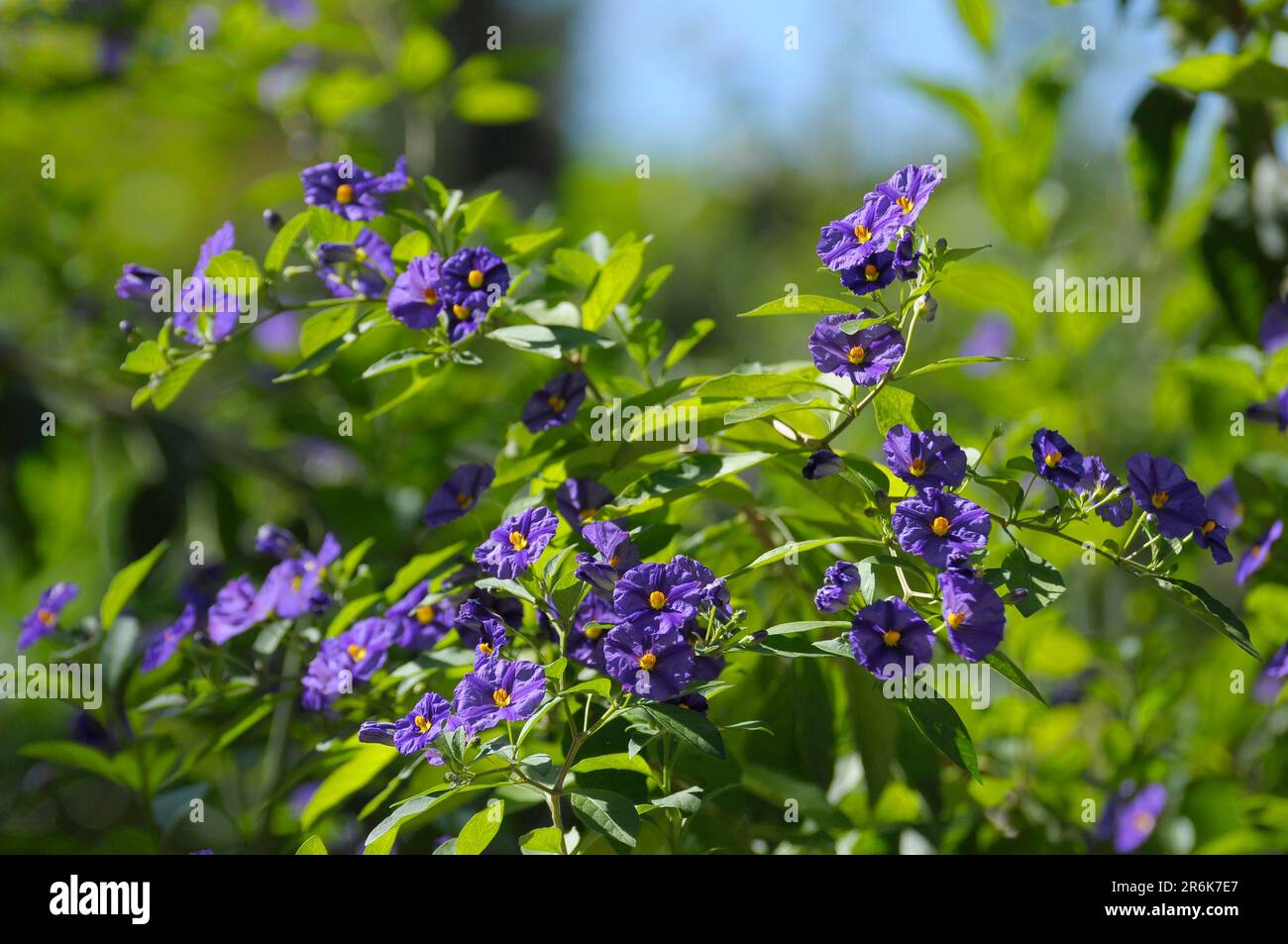Nightshade, Lycianthes rantonnei, syn., blue potato bush (Solanum ...