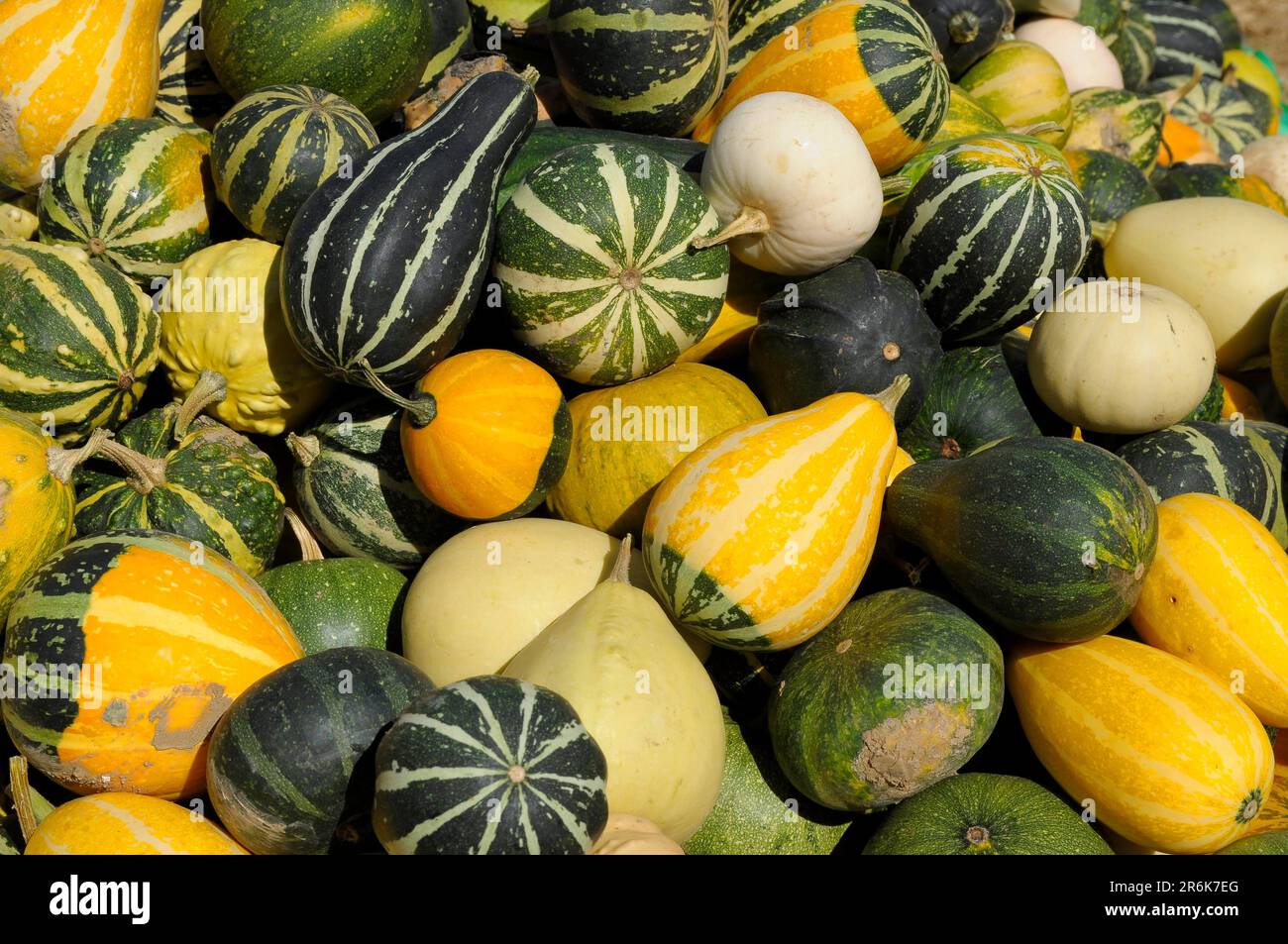 Ornamental pumpkin, mixture Stock Photo - Alamy