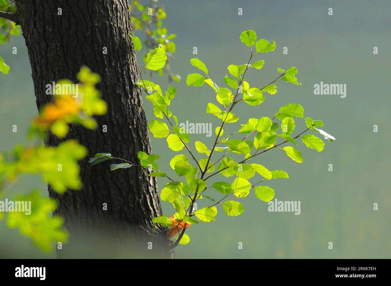 Sapling budding hi-res stock photography and images - Alamy