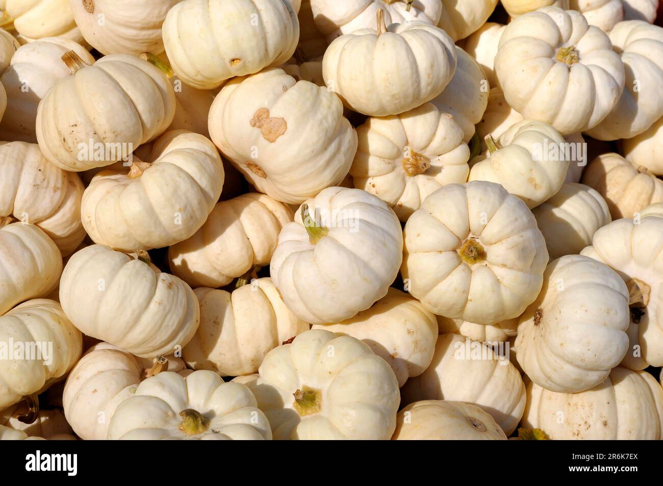 Rondini Roulett Edible Pumpkin Stock Photo - Alamy