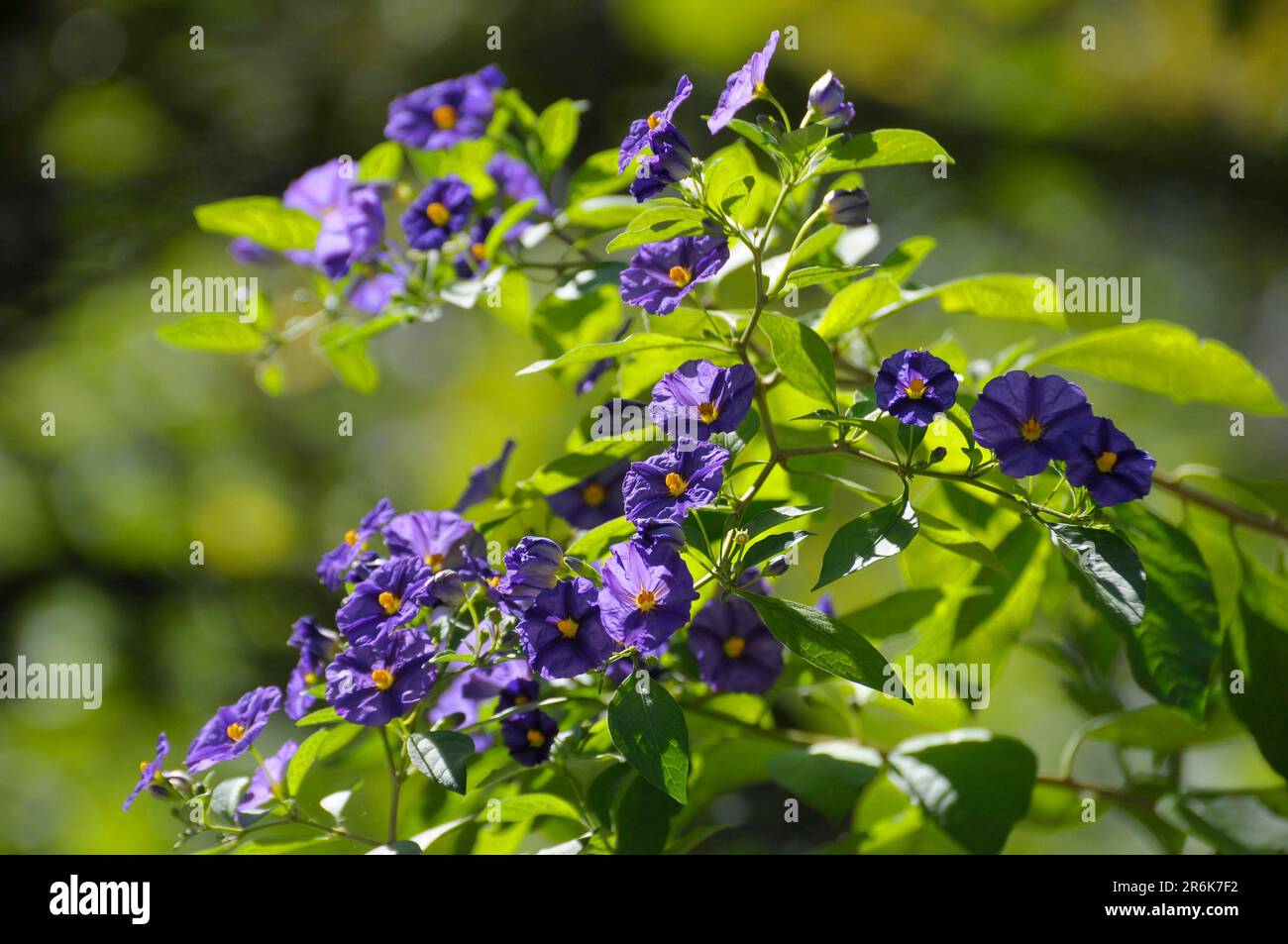 Nightshade, Lycianthes rantonnei, syn., blue potato bush (Solanum ...