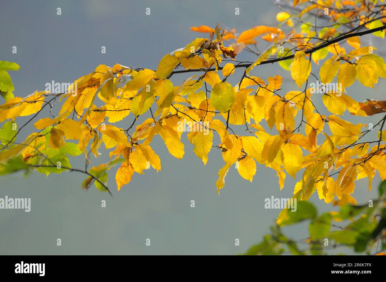 Beech branch hi-res stock photography and images - Alamy