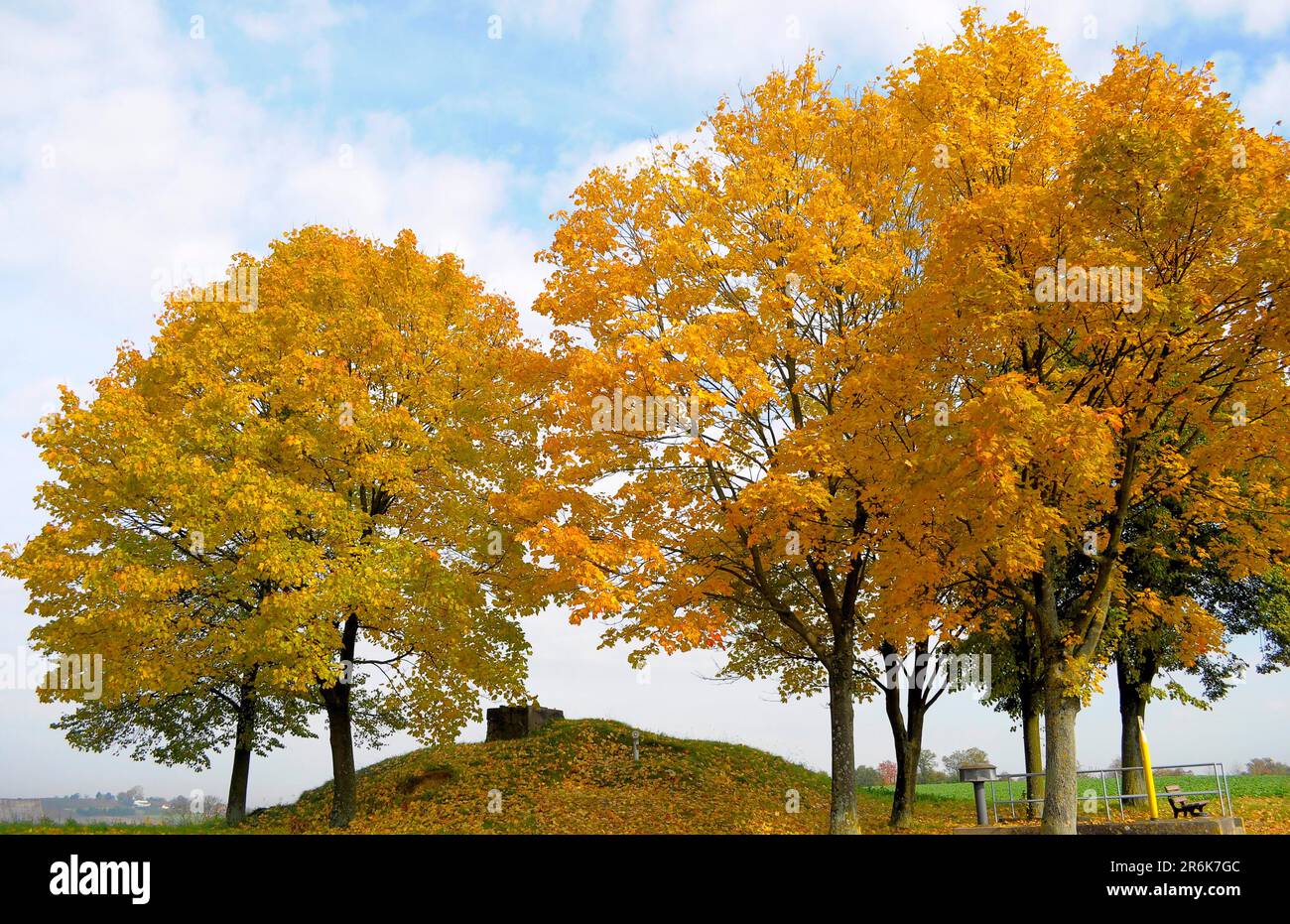 Maple tree group in autumn, Kraichgau, field edge, field path Stock ...