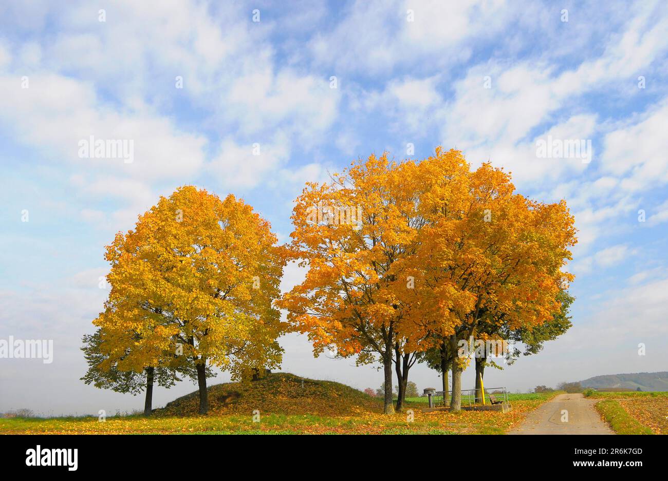Maple tree group in autumn, field edge, field path near Oberderdingen ...