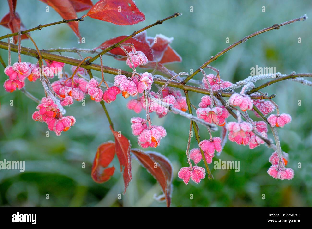 Spindle tree with hoarfrost, european spindle (Euonymus europaeus ...