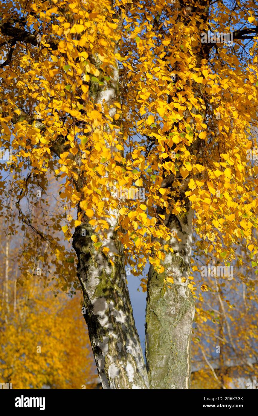 Birch tree in autumn colour Stock Photo - Alamy