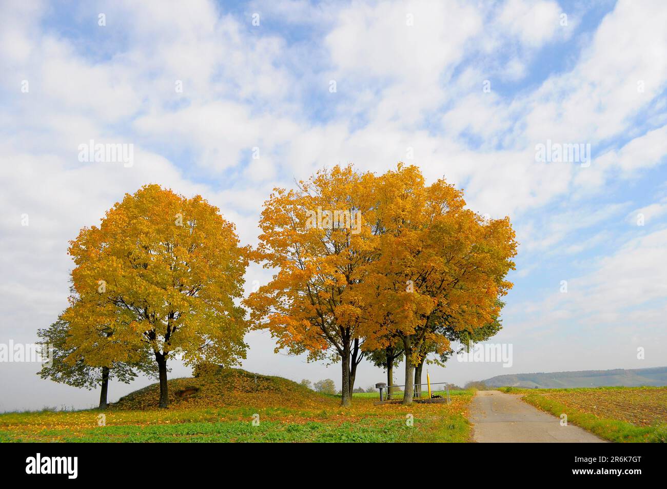Maple tree group in autumn, Kraichgau, field edge, field path Stock ...